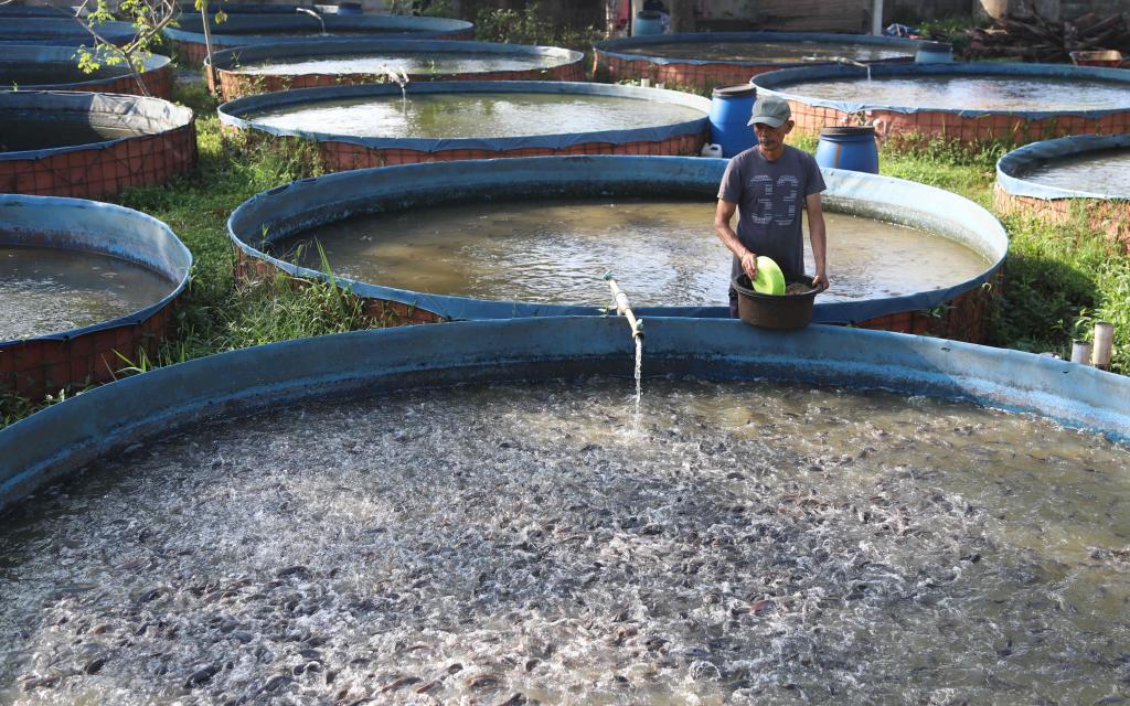 Budidaya Lele Di Parung Bogor