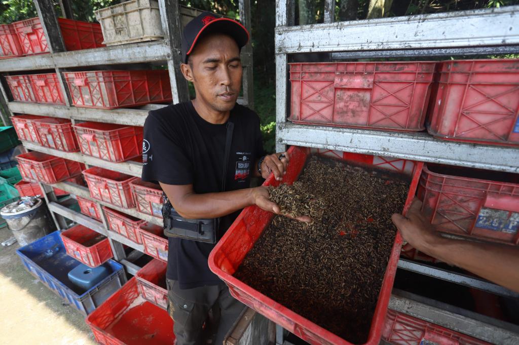 Budidaya Ulat Maggot