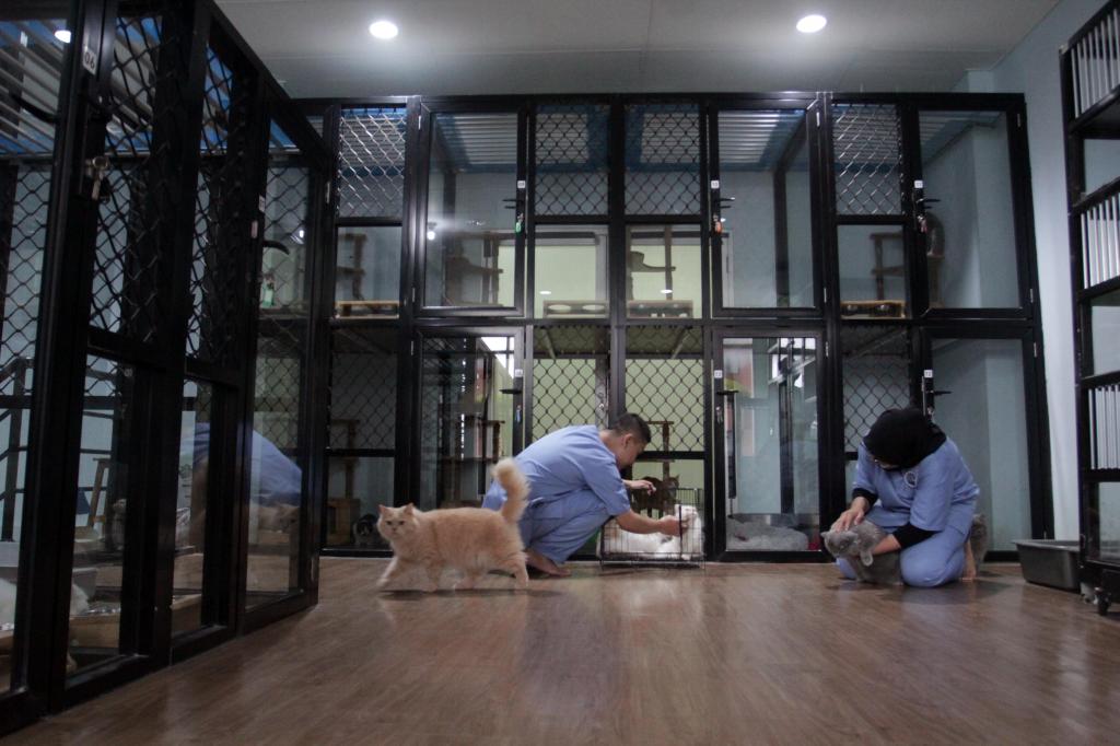 Hotel Kucing Penuh Jelang Lebaran