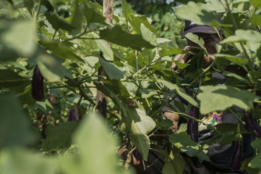 Menyulap Lahan Tidur Jadi Kebun Sayur