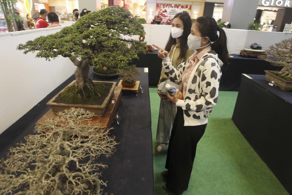 Pameran Suiseki Bonsai di Tangerang City Mall