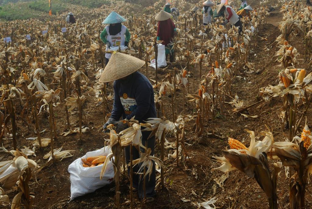 Panen Jagung Pipil