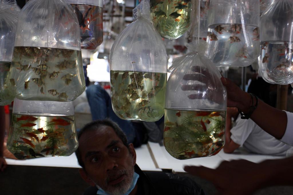 Pasar Ikan Hias Parung Kembali Ramai