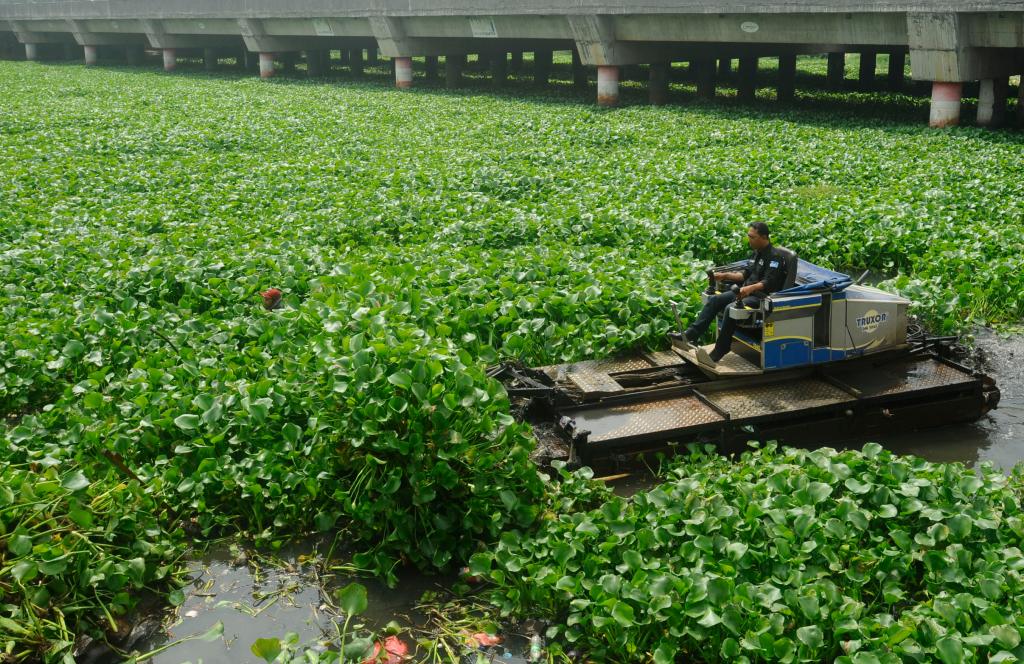 Pembersihan Gulma Eceng Gondok Di Depok