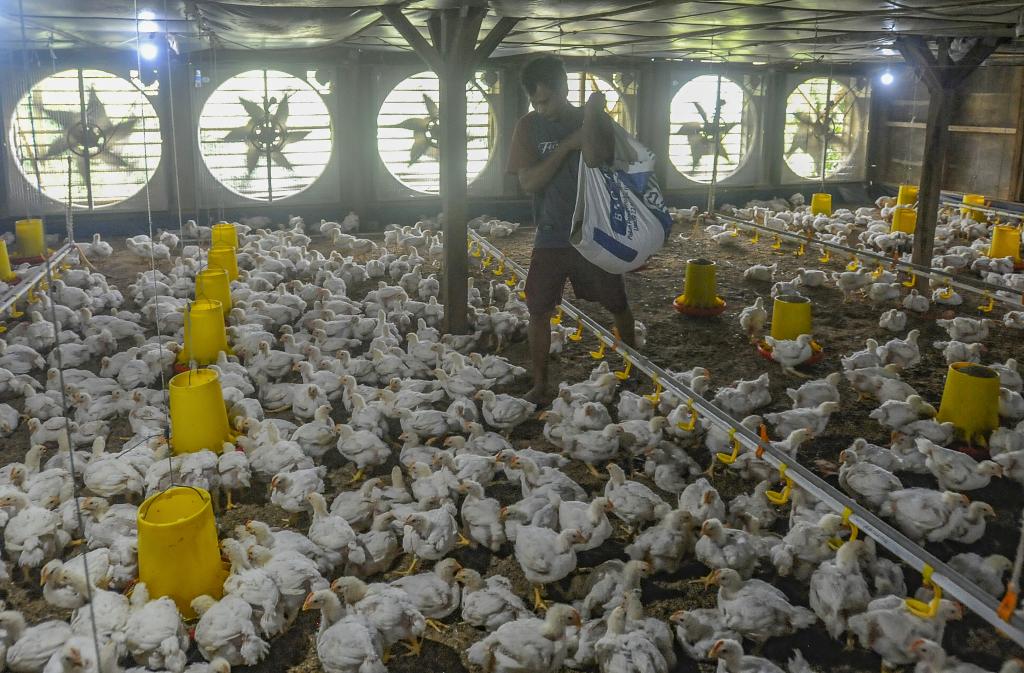 Peternak Ayam Keluhkan Harga Pakan Naik