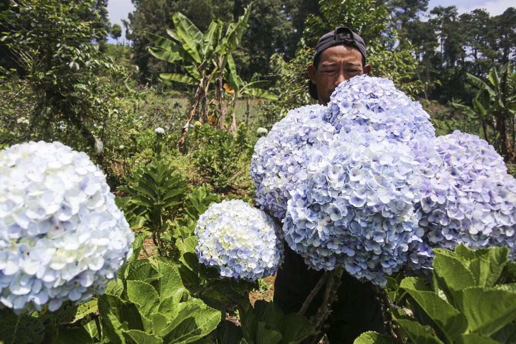Yayasan Astra-YDBA Dorong Petani Hortensia Puncak 2 Naik Kelas